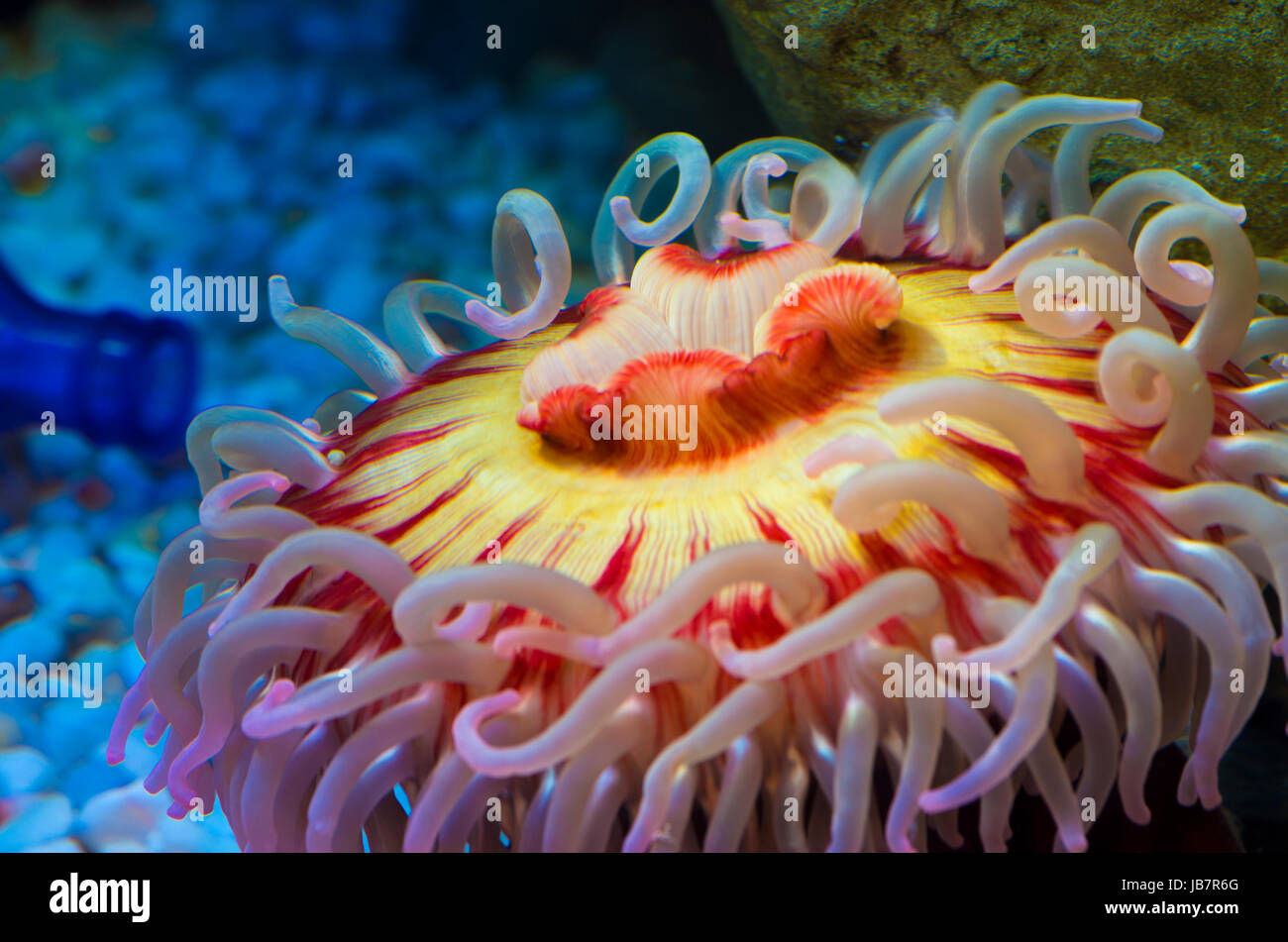 Northern red sea anemone hi-res stock photography and images - Alamy