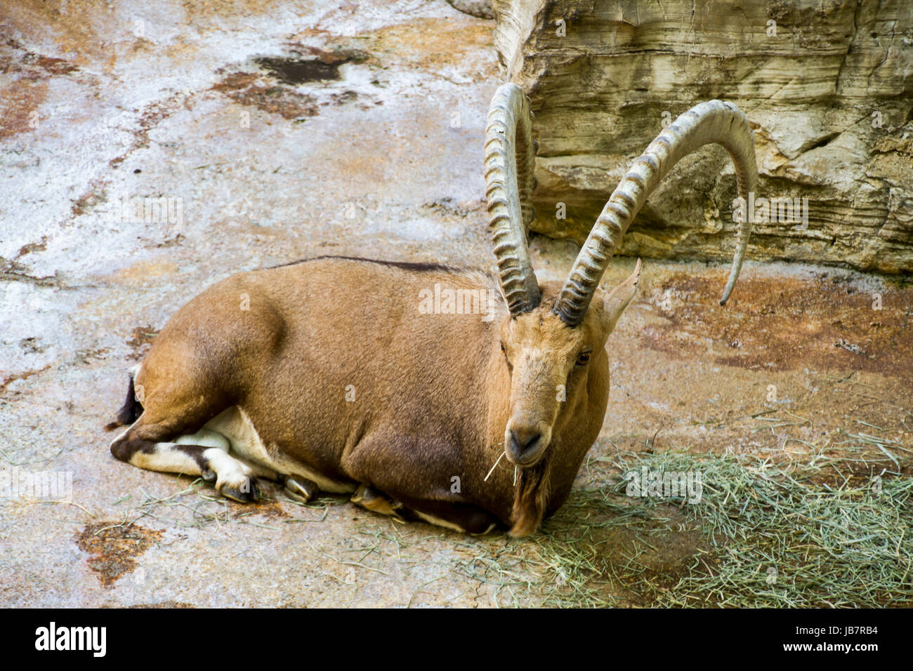 Steinbock ziege hi-res stock photography and images - Alamy