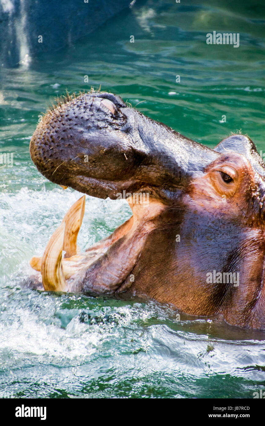 Nilpferd maul hi-res stock photography and images - Alamy