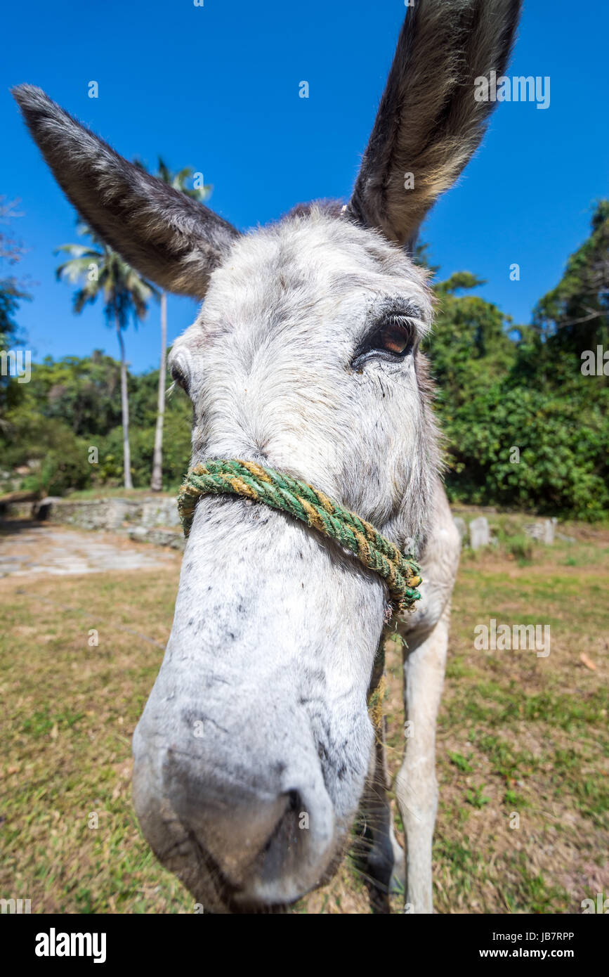 Closeup of the face of a donkey Stock Photo - Alamy