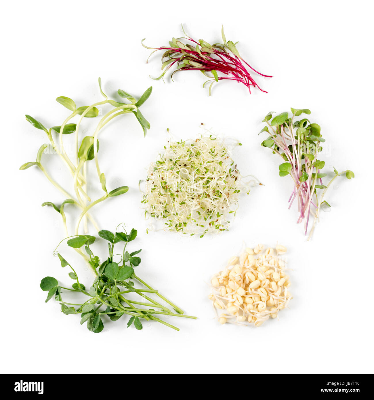 Different types of micro greens on white background. Healthy eating ...