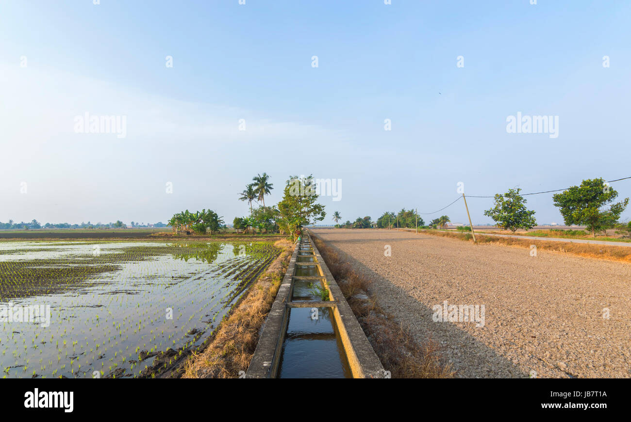 Irrigation water at paddy field with blue skies Stock Photo - Alamy
