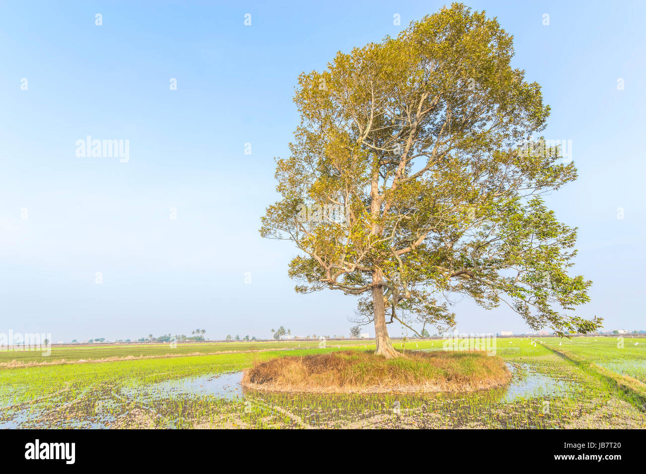 Tree at paddy field with blue skies Stock Photo - Alamy