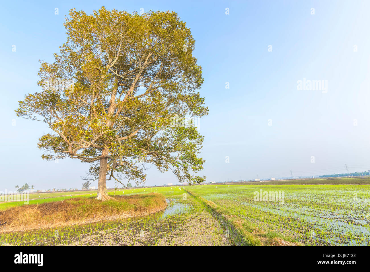 Tree at paddy field with blue skies Stock Photo - Alamy