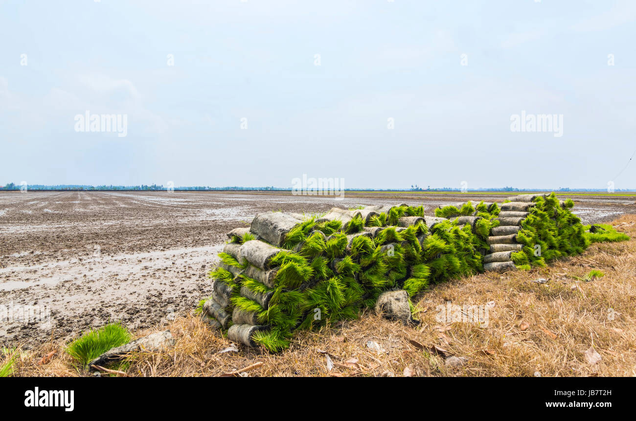 Stack of paddy seedbed Stock Photo - Alamy