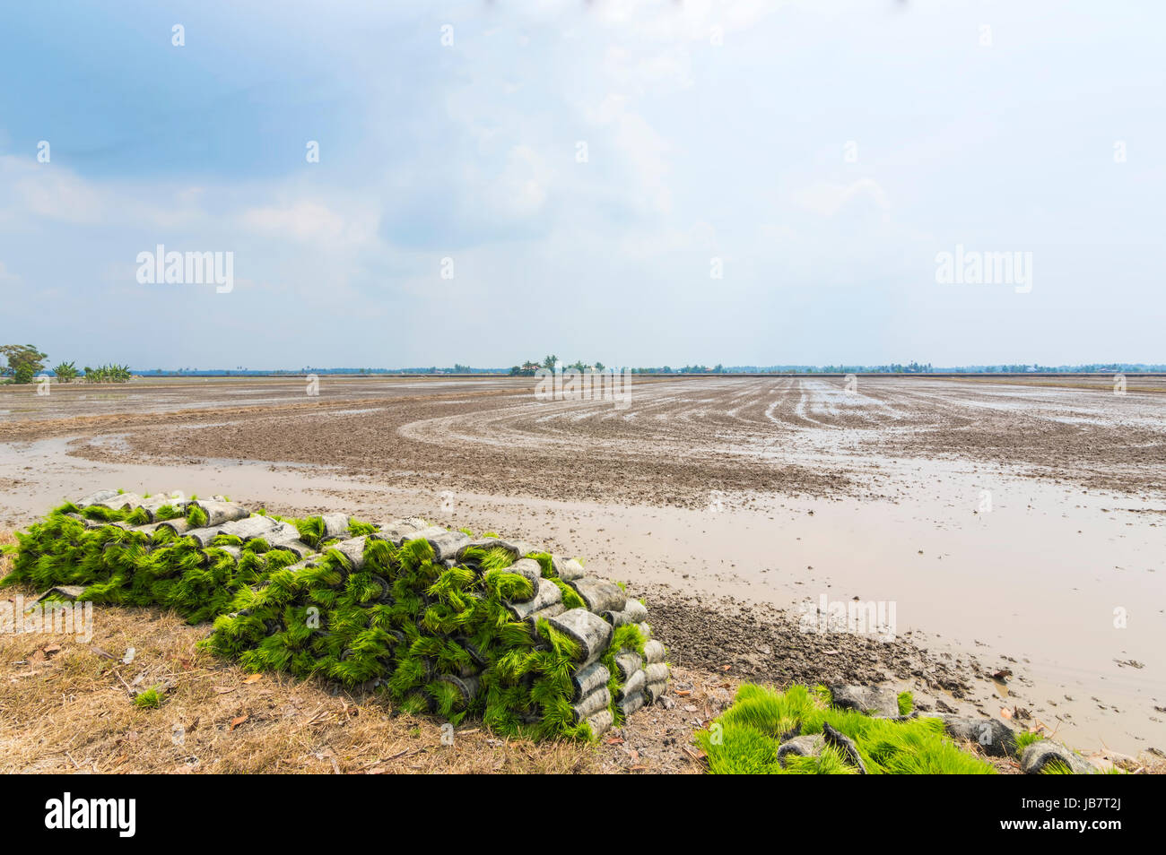 Stack of paddy seedbed Stock Photo - Alamy