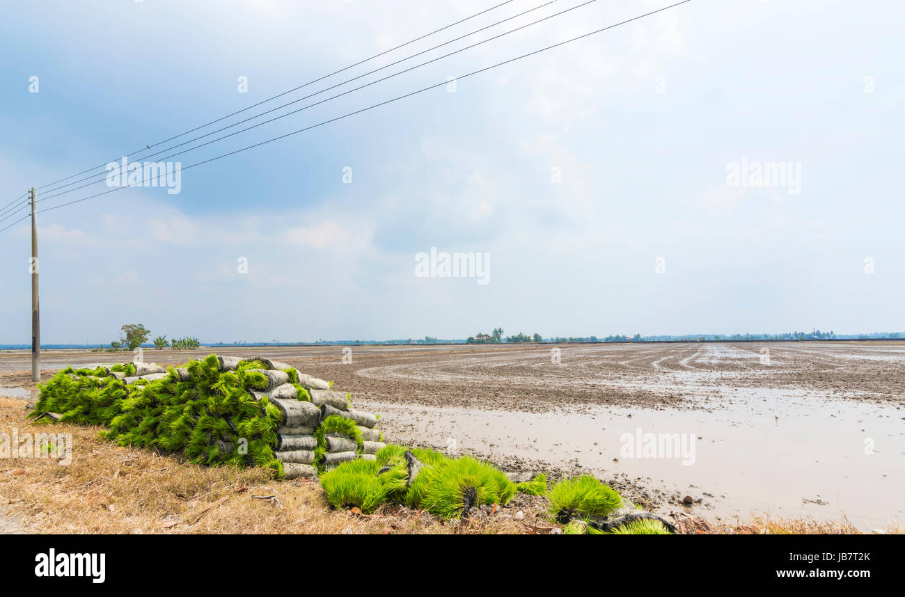 Stack of paddy seedbed Stock Photo - Alamy
