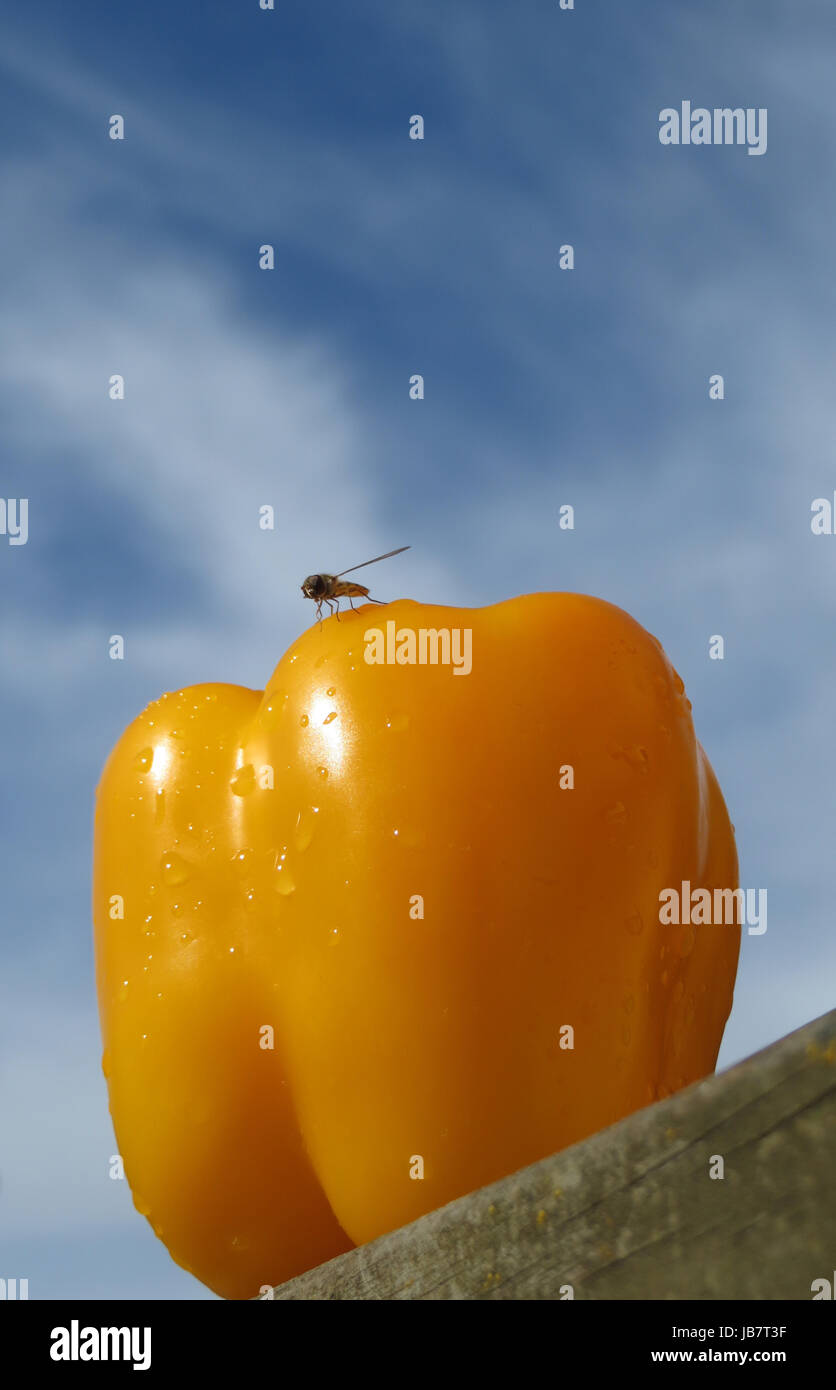 yellow peppers with bee Stock Photo - Alamy