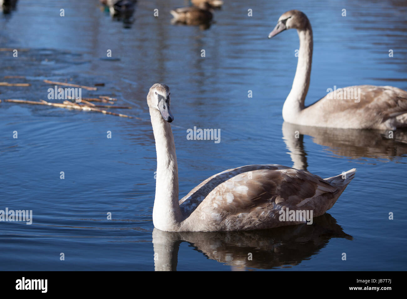 Swan birds hi-res stock photography and images - Alamy