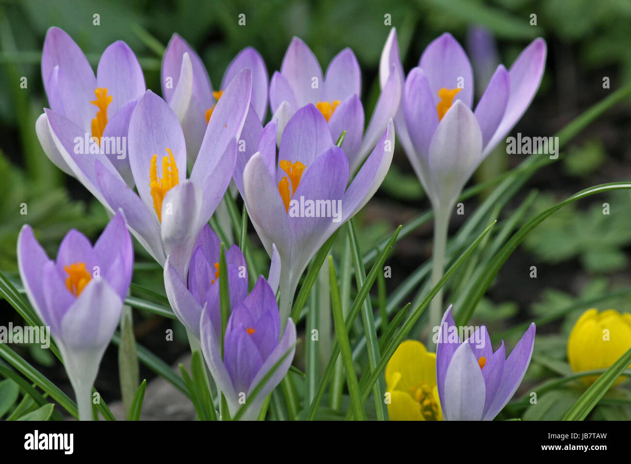 Safrangelb hi-res stock photography and images - Alamy