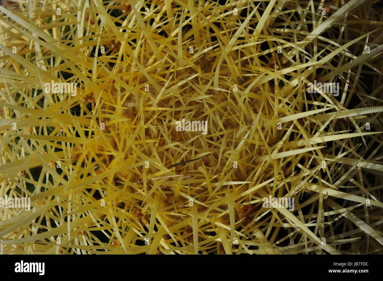 cactus - stackeln Stock Photo - Alamy