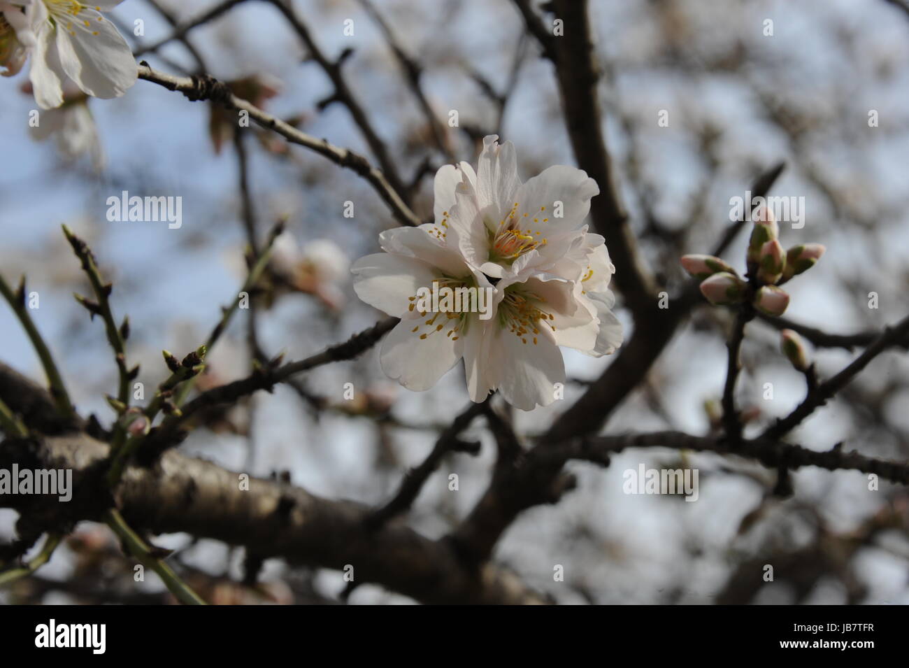 mandelum flower in spain Stock Photo - Alamy
