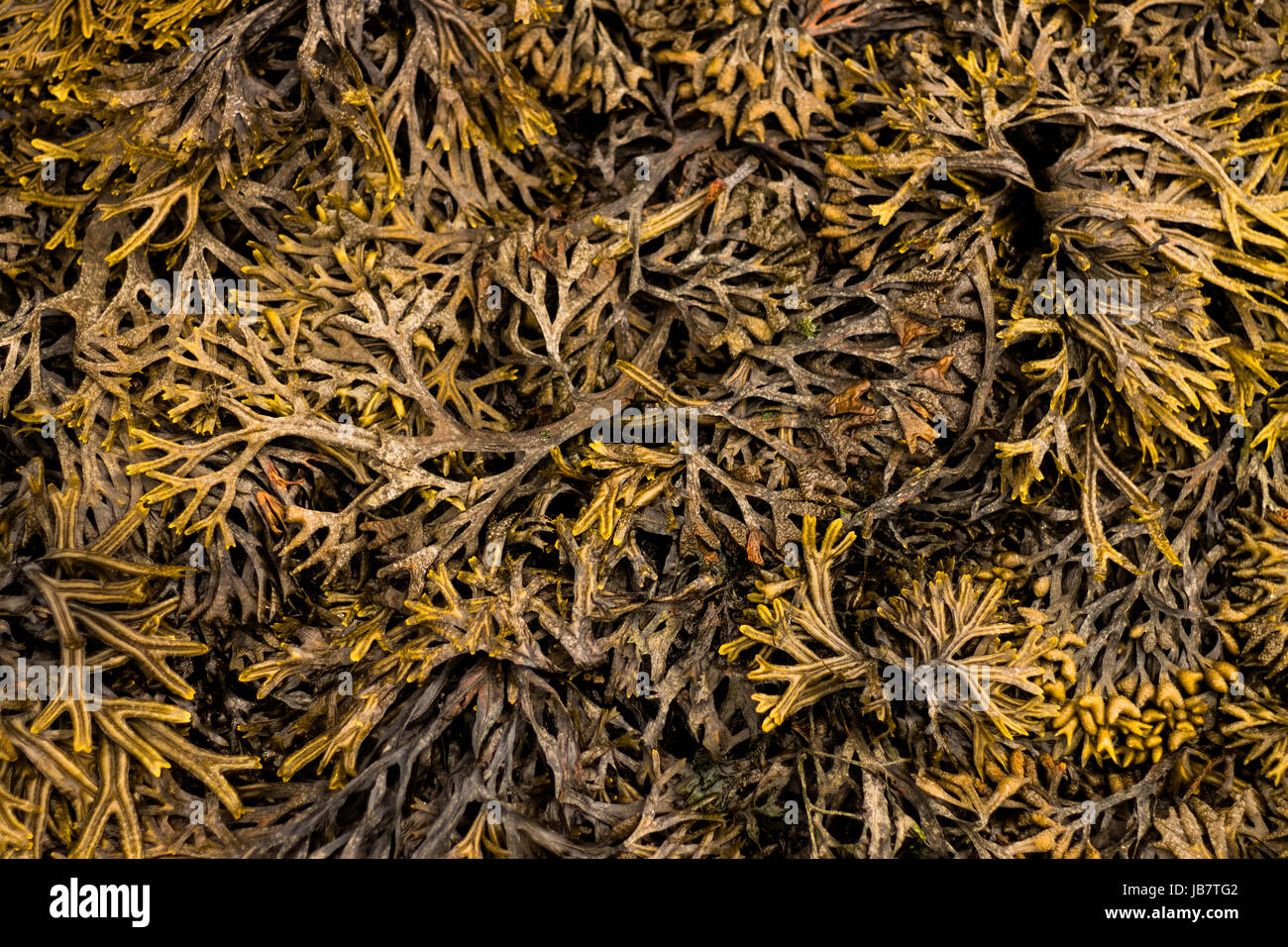 Seaweed as a texture Stock Photo - Alamy
