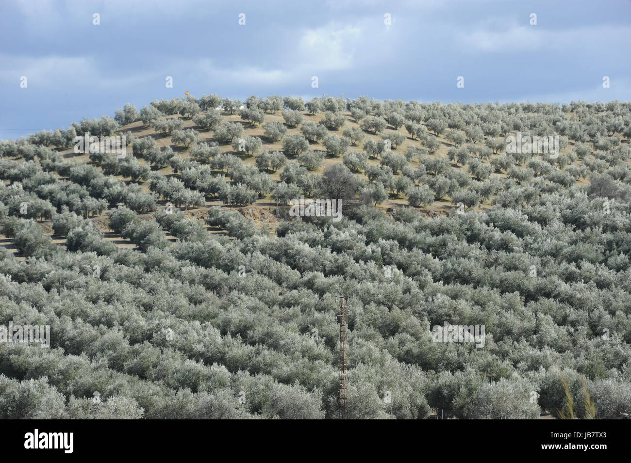 olive trees in spain Stock Photo - Alamy