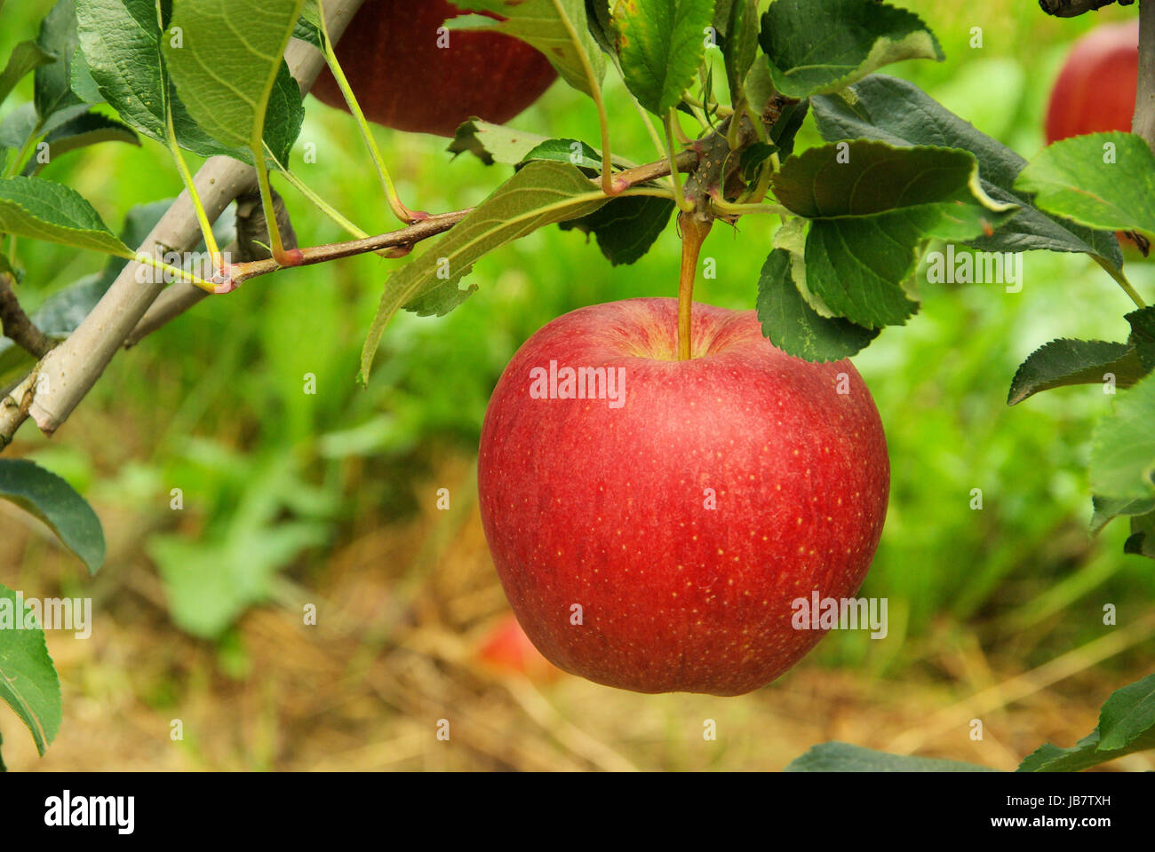 Apfel am Baum - apple on tree 09 Stock Photo - Alamy
