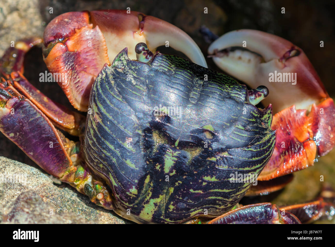 Striped shore crab (Pachygrapsus crassipes), Point Lobos State Natural ...
