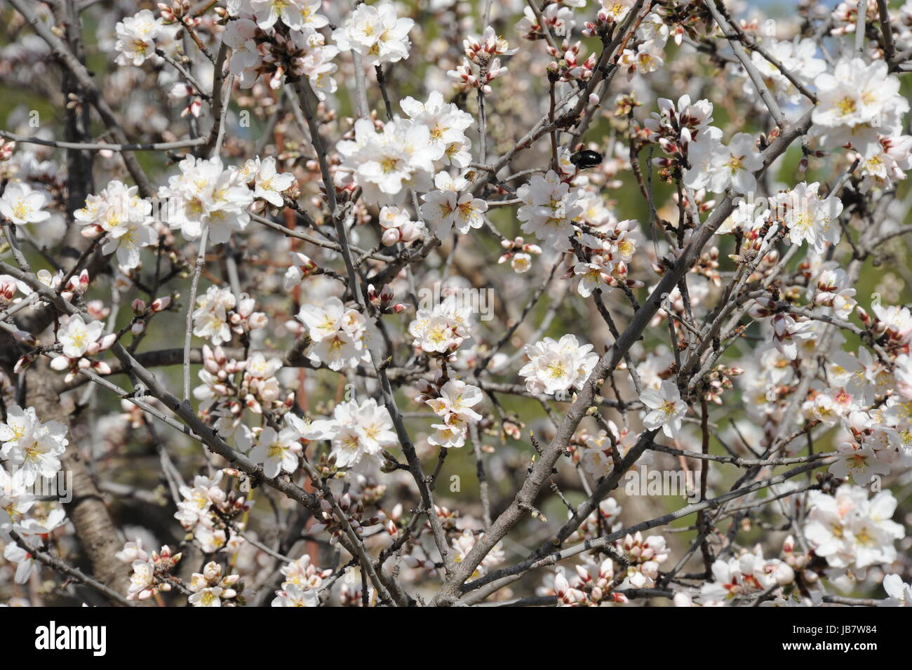 mandelum flower in spain Stock Photo - Alamy