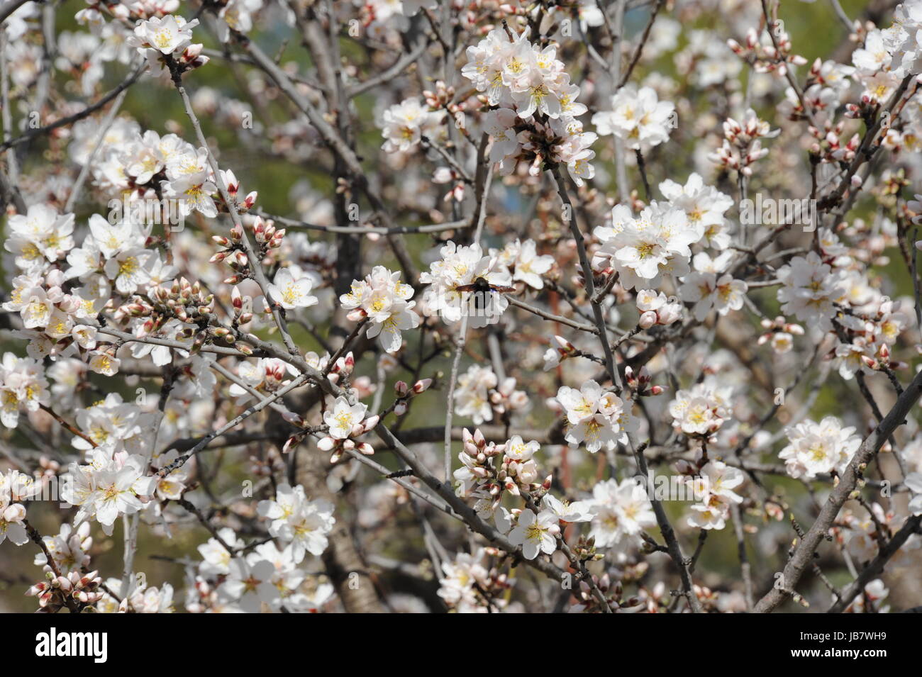 mandelum flower in spain Stock Photo - Alamy