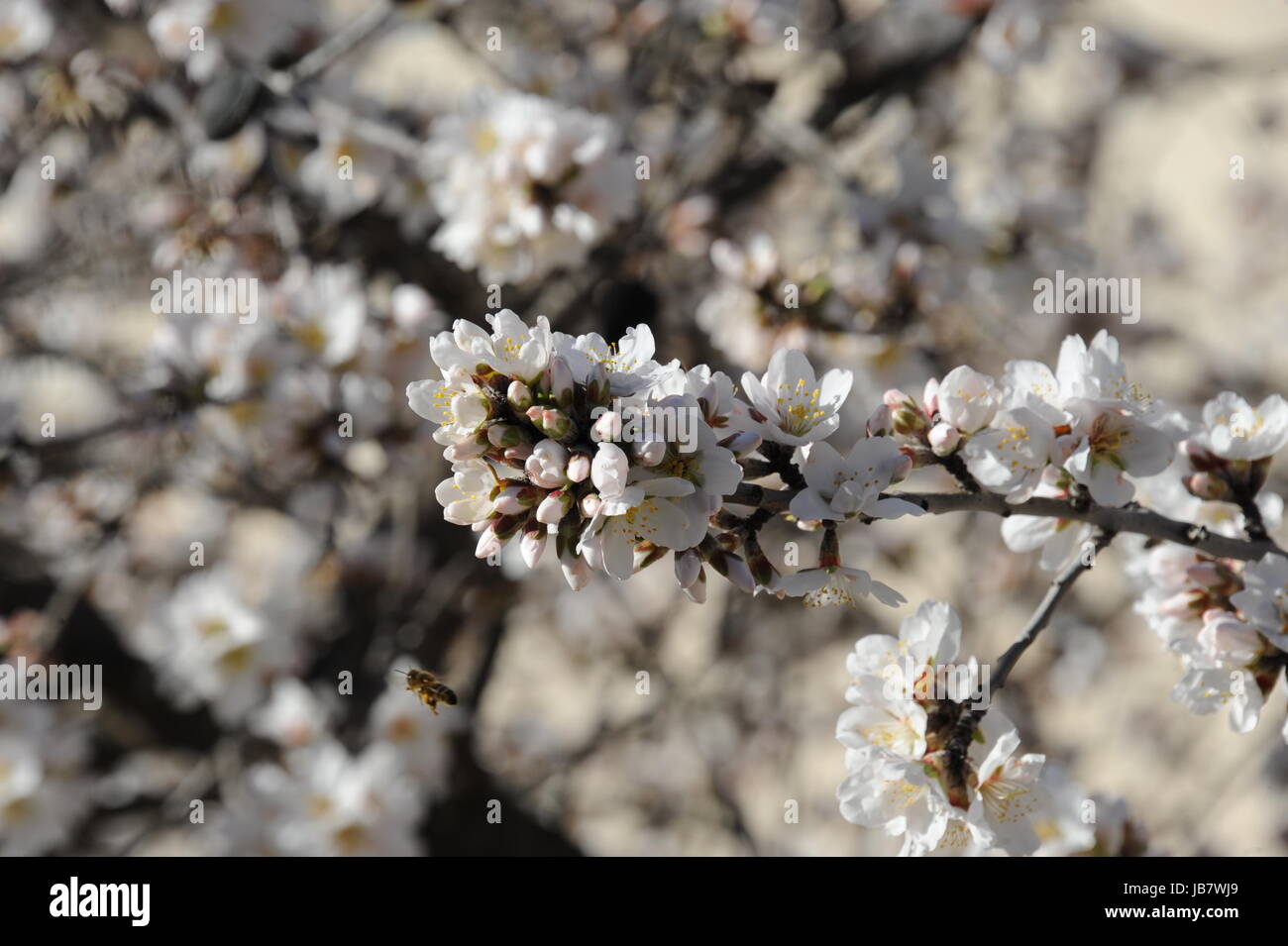 mandelum flower in spain Stock Photo - Alamy
