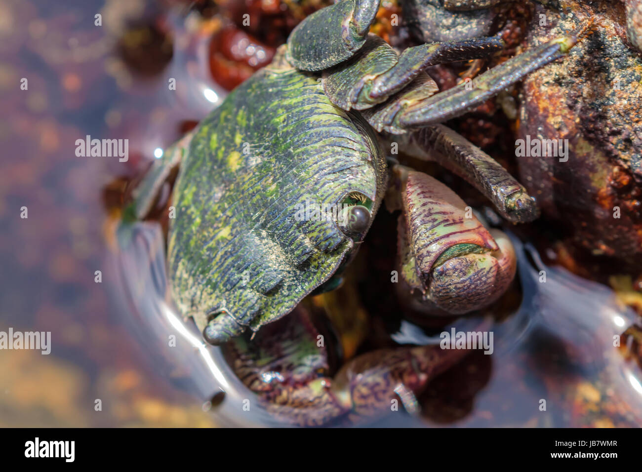 Striped shore crab (Pachygrapsus crassipes), Point Lobos State Natural ...