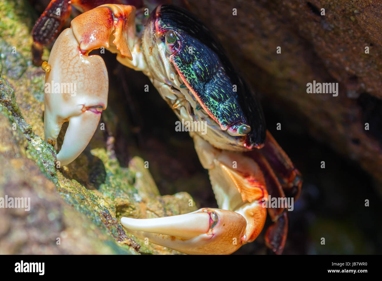 Striped shore crab (Pachygrapsus crassipes), Point Lobos State Natural ...