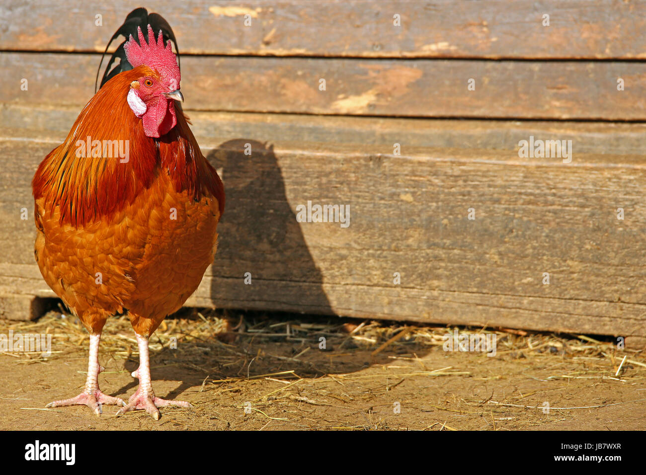 multifarious richly coloured Stock Photo - Alamy