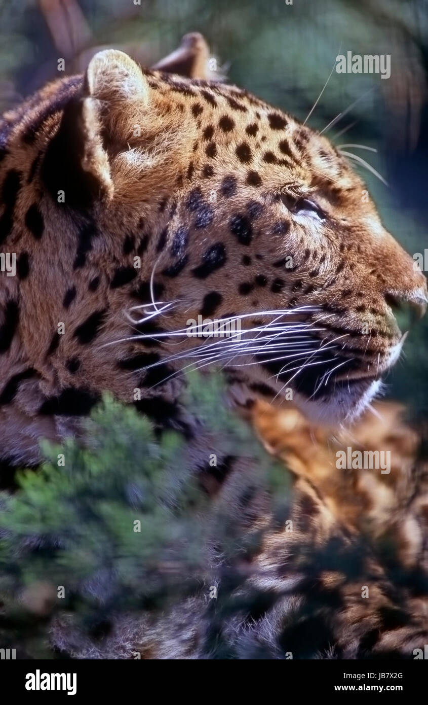 feline predator leopard Stock Photo - Alamy