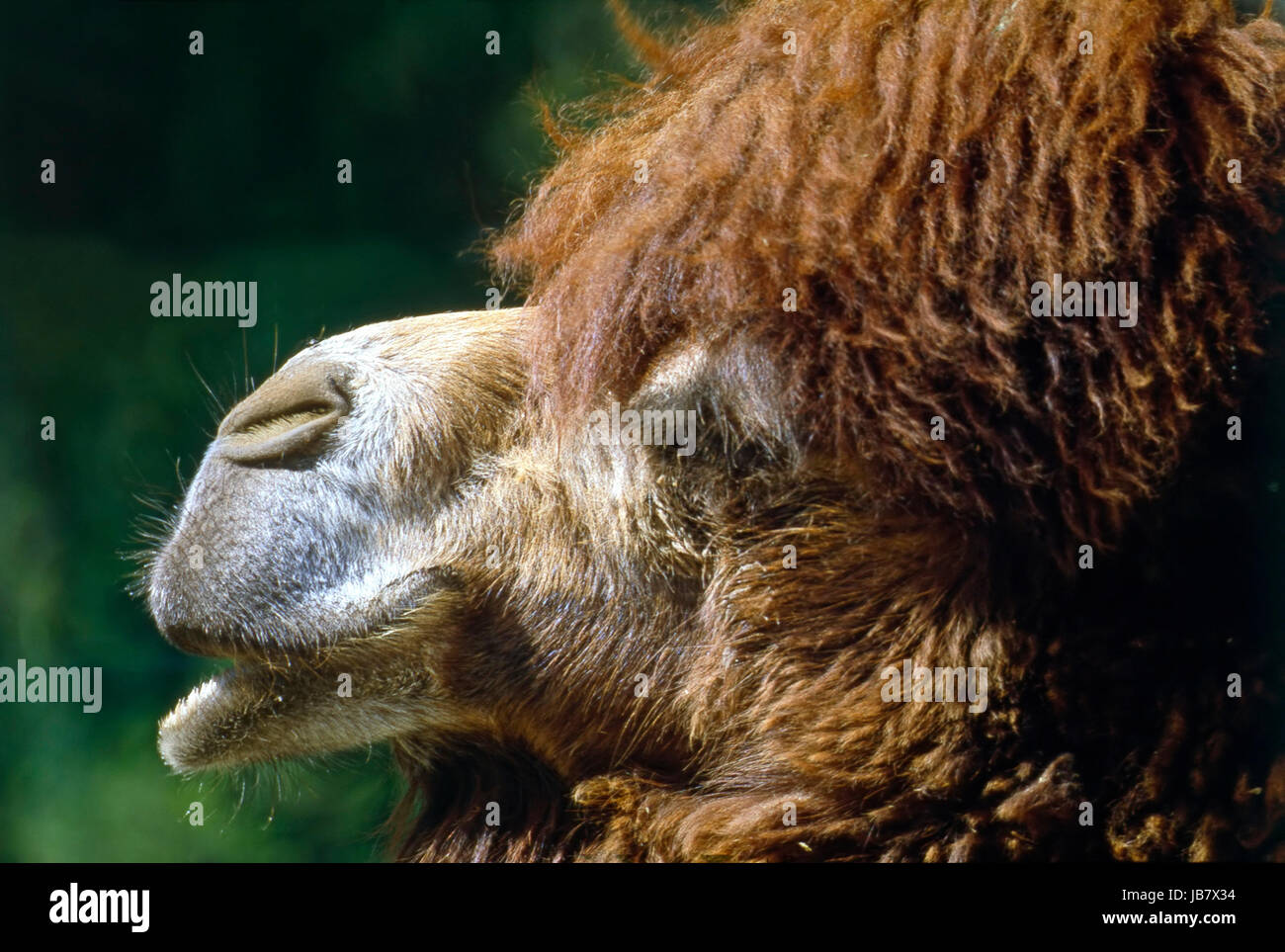 Close up view of a camel head Stock Photo - Alamy