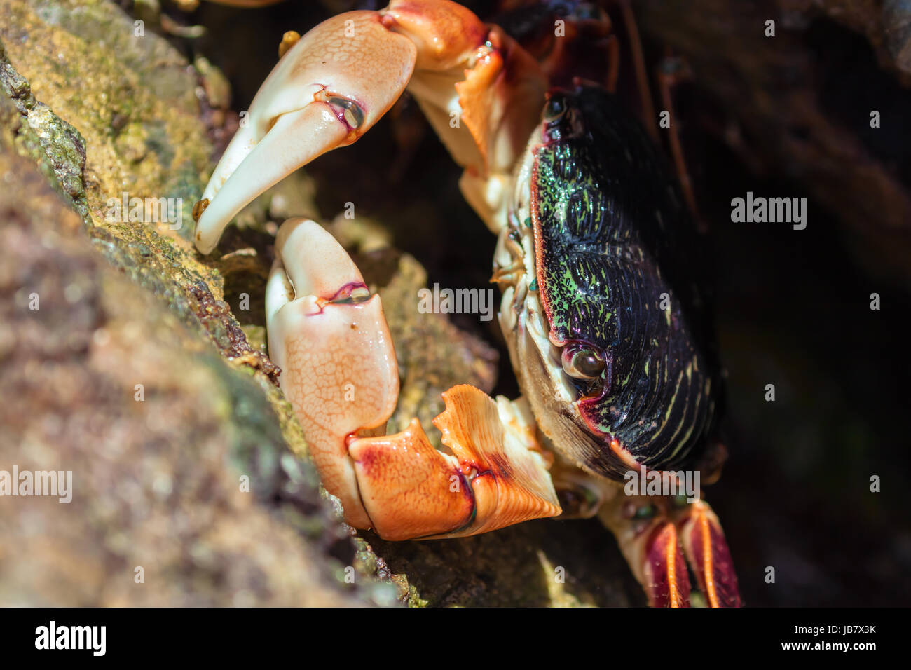 Striped shore crab (Pachygrapsus crassipes), Point Lobos State Natural ...
