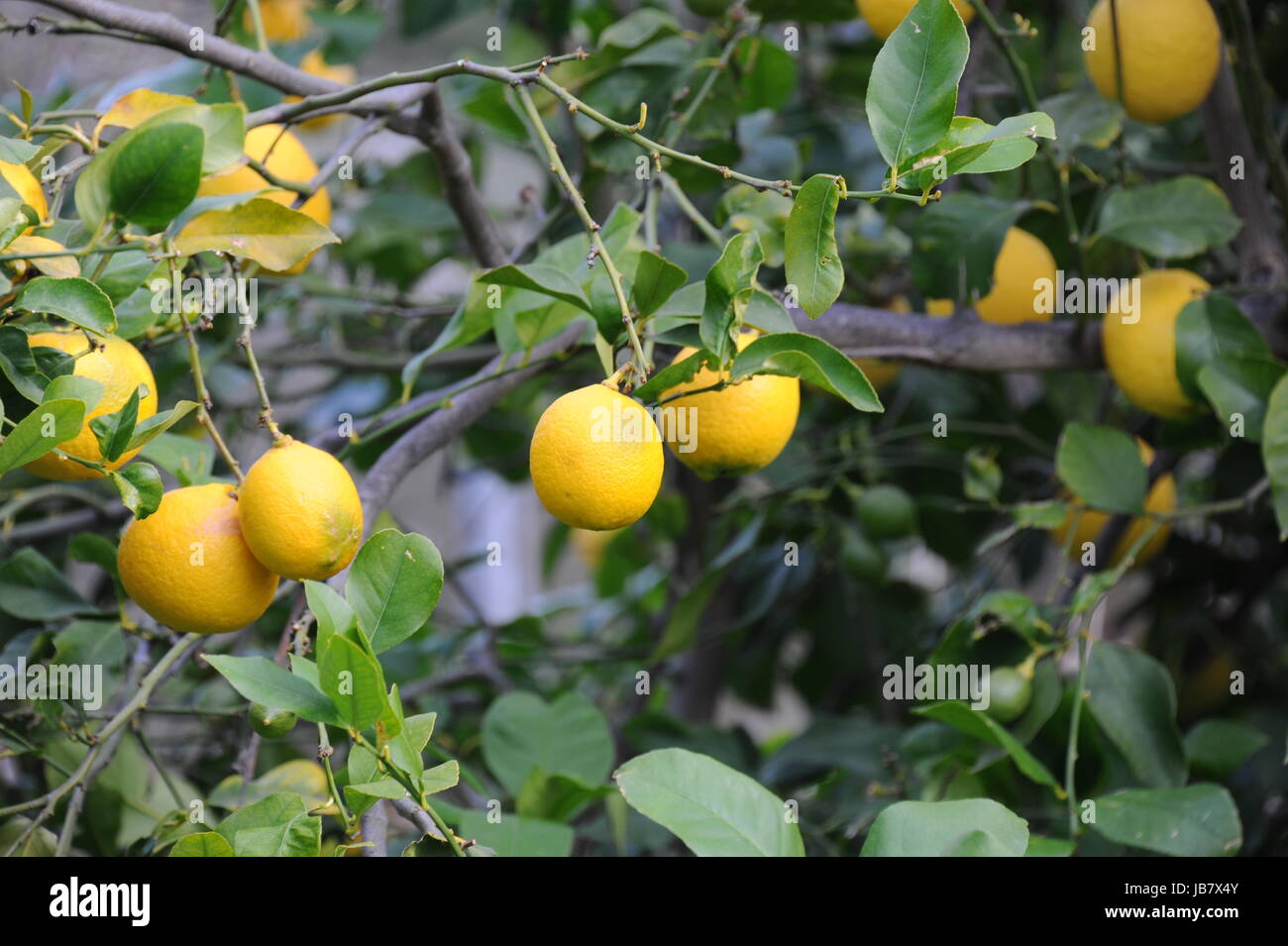 lemon tree at - spain Stock Photo - Alamy