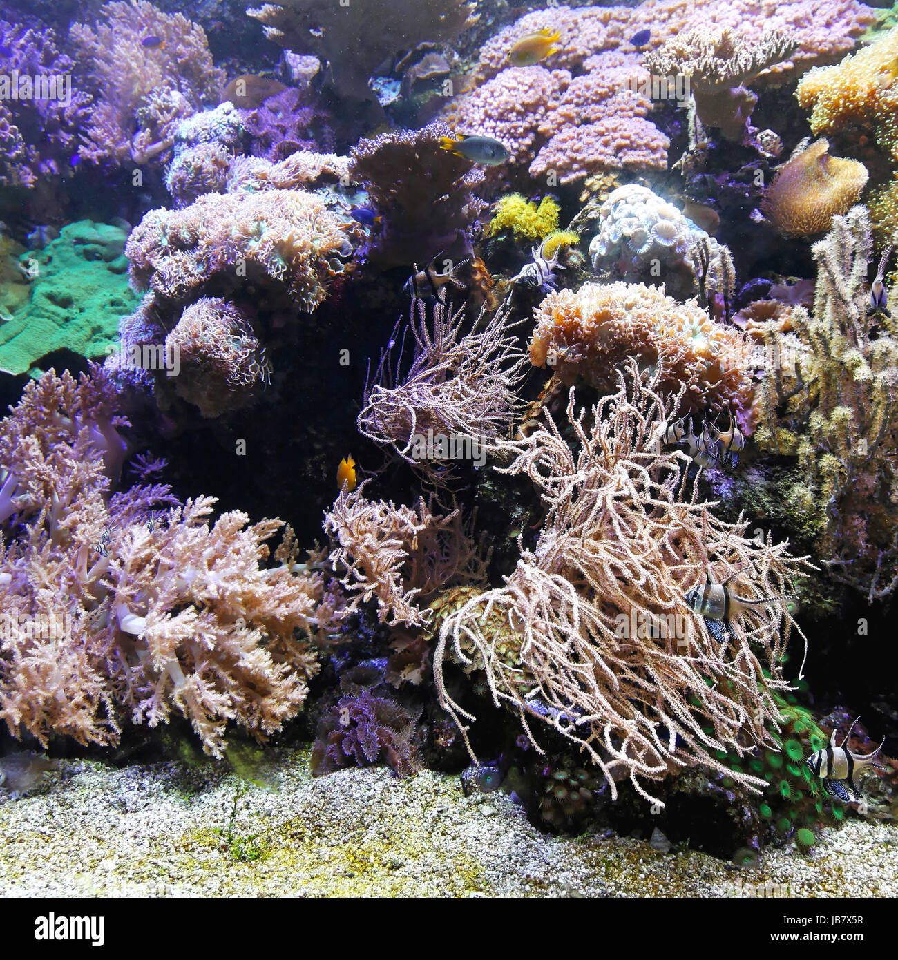 Tropical coral reef in salt water aquarium Stock Photo - Alamy