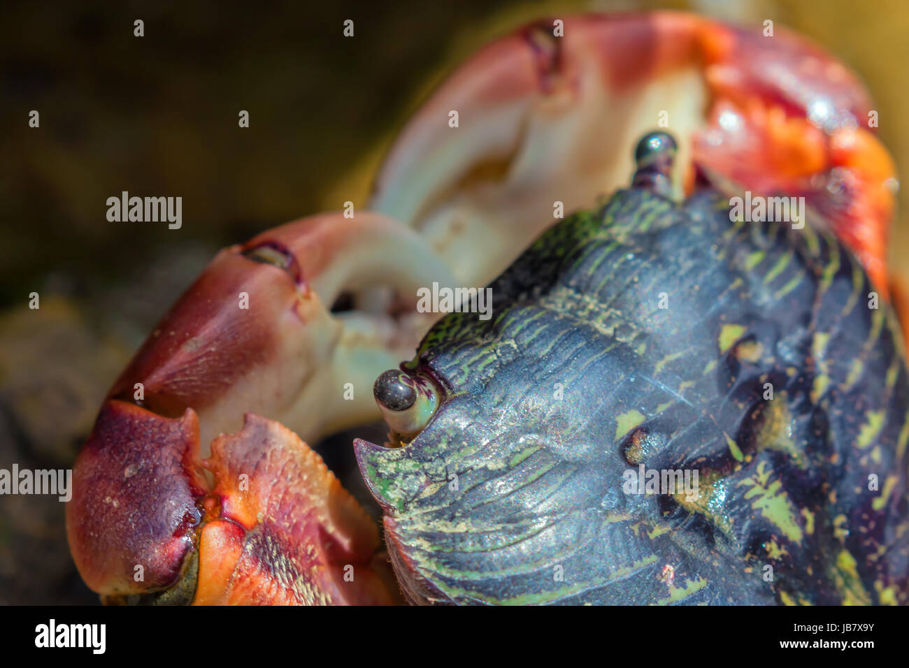 Striped shore crab (Pachygrapsus crassipes), Point Lobos State Natural ...