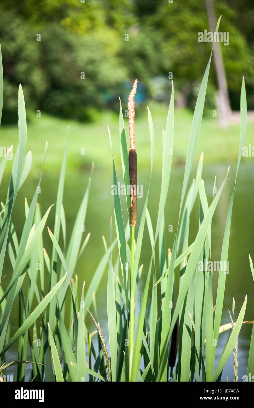 Close up view of a typha plant next to a river Stock Photo - Alamy