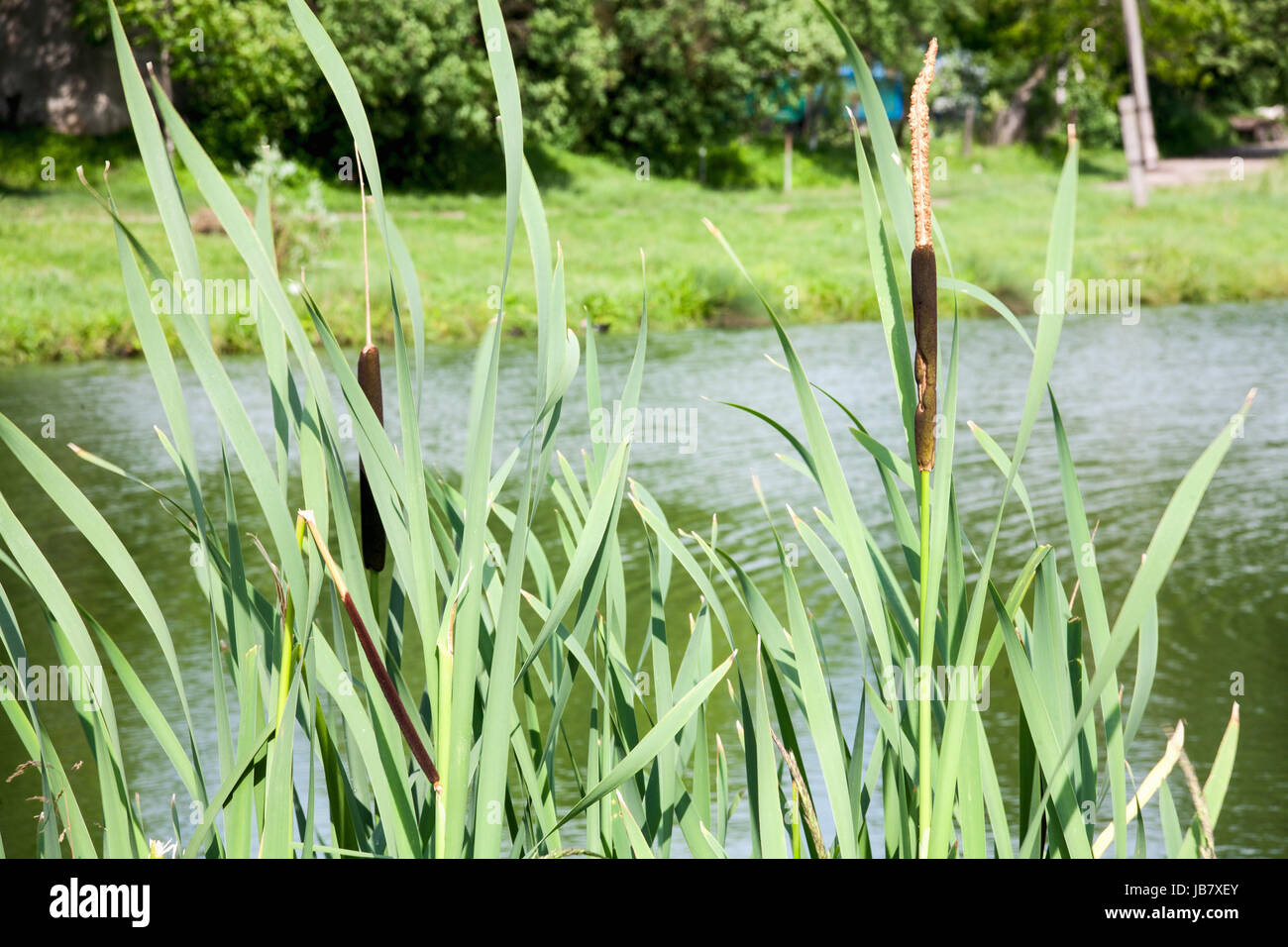 Close up view of a typha plant next to a river Stock Photo - Alamy
