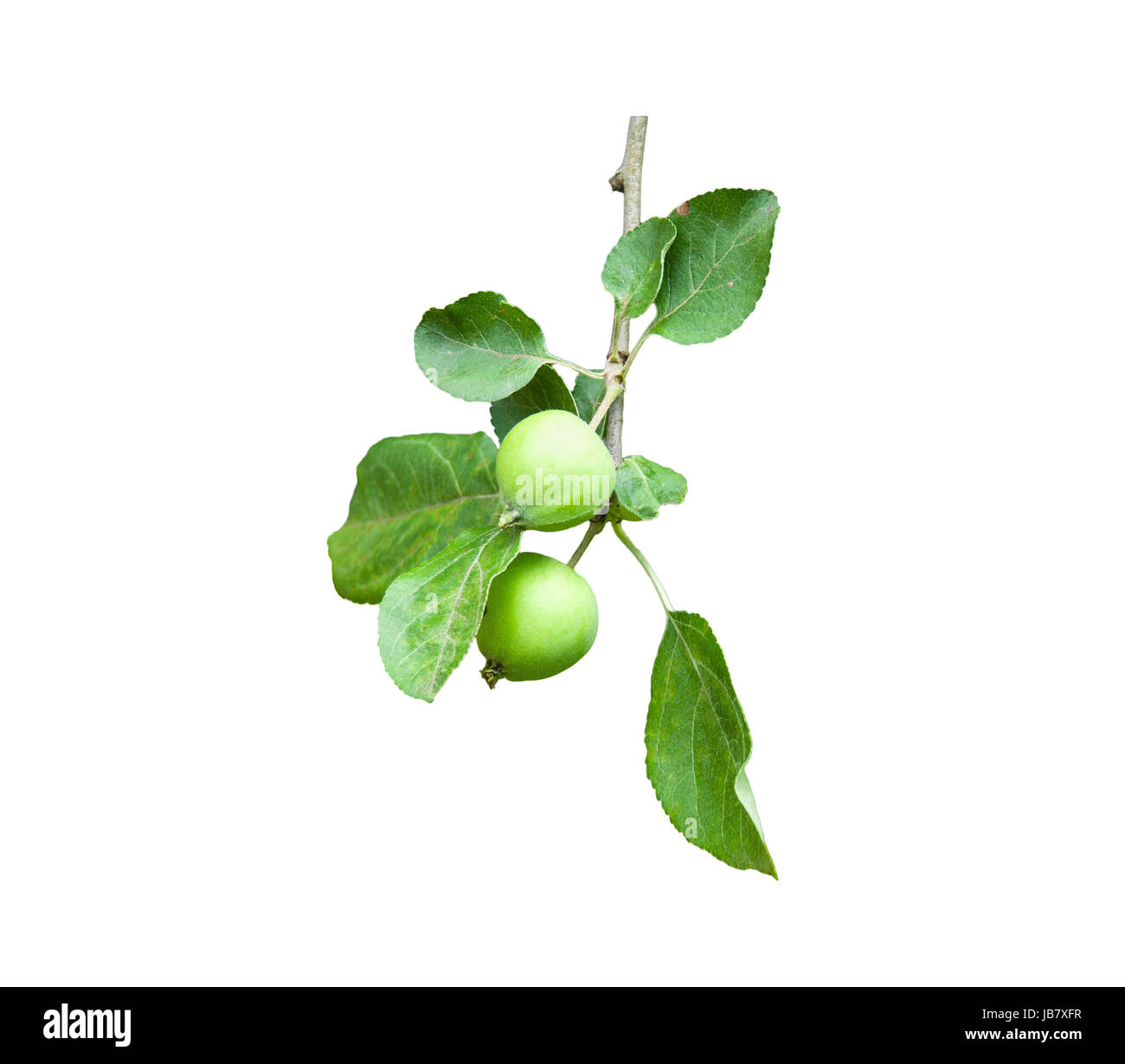 Branch apple tree with two apples isolated on white Stock Photo - Alamy