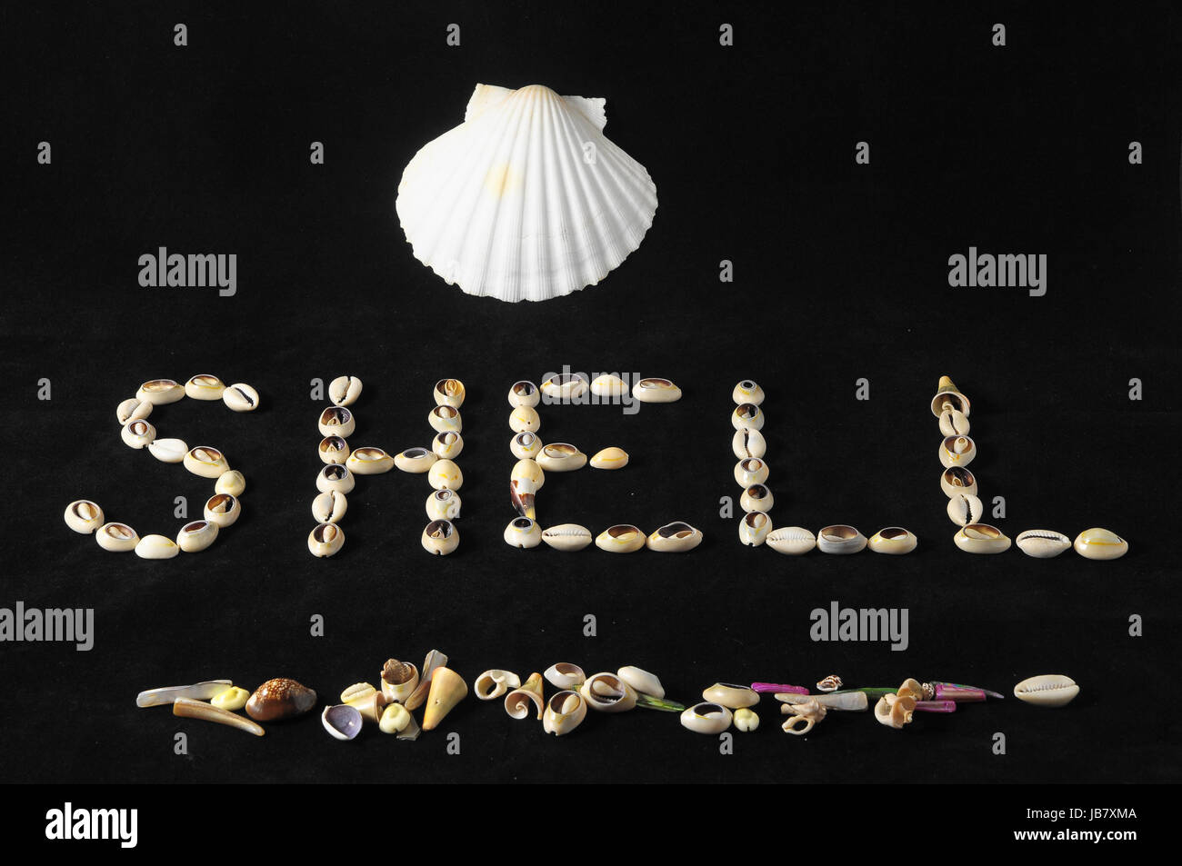 Tusk sea shell hi-res stock photography and images - Alamy