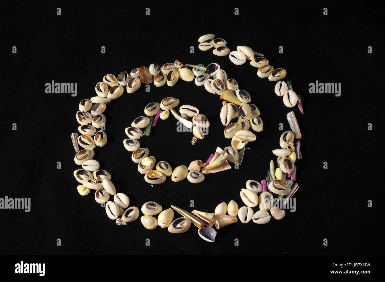 Tusk fish clam hi-res stock photography and images - Alamy