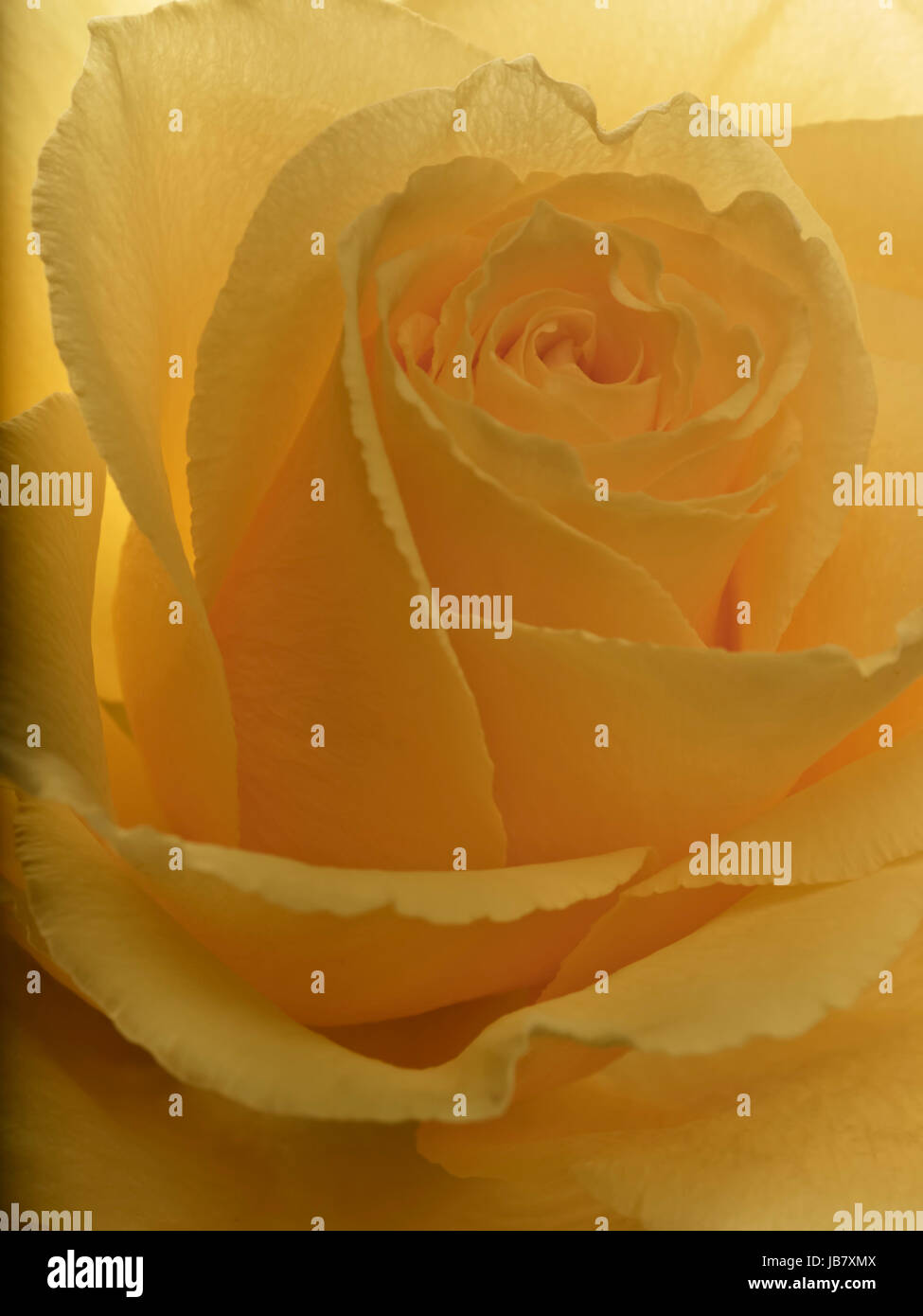 Yellow rose macro Stock Photo - Alamy