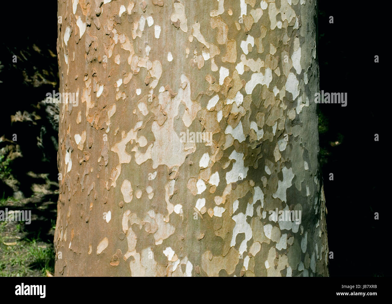 plane tree or platanus bark Stock Photo - Alamy