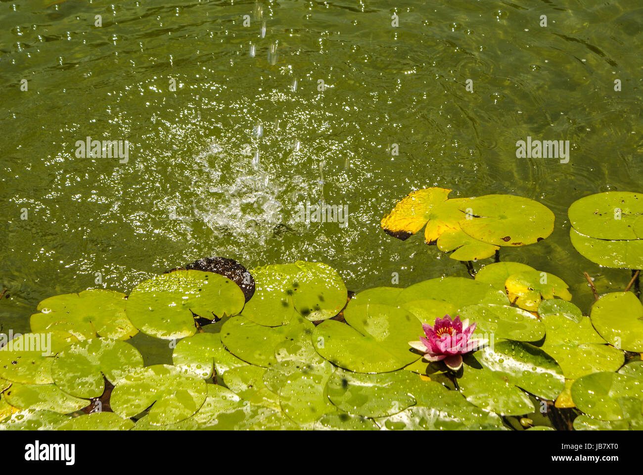The pattern of large lotus leafs floating on pond Stock Photo - Alamy