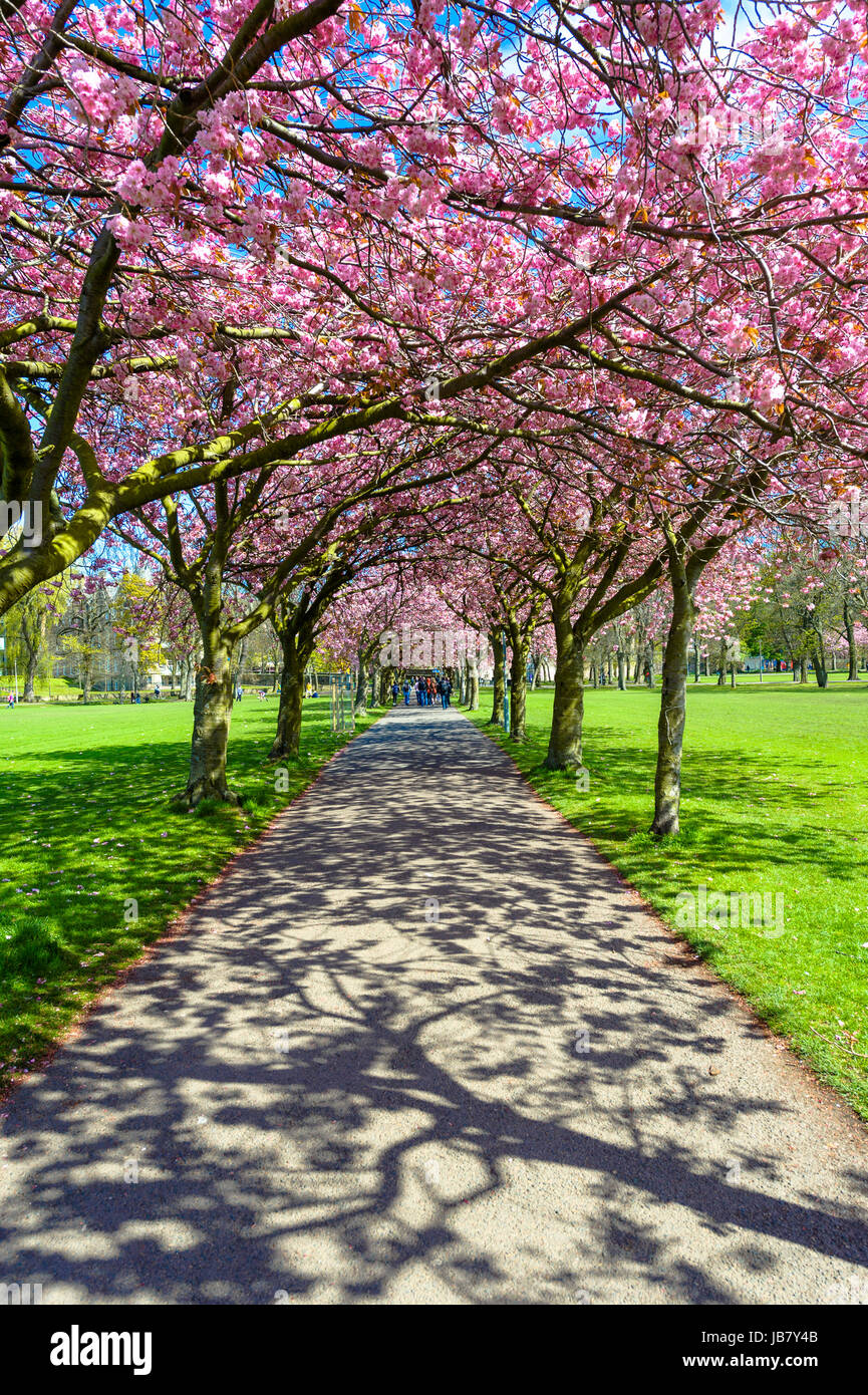 Spring path in the park with cherry blossom pink flowers, vertical ...