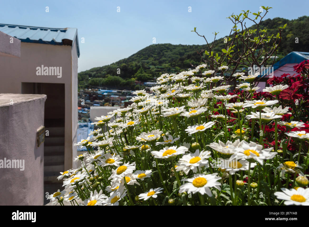daisy flowers in bloom with part of Gamcheon village in Busan Stock ...