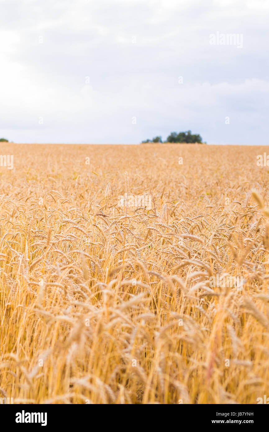 Yellow field nature Stock Photo - Alamy