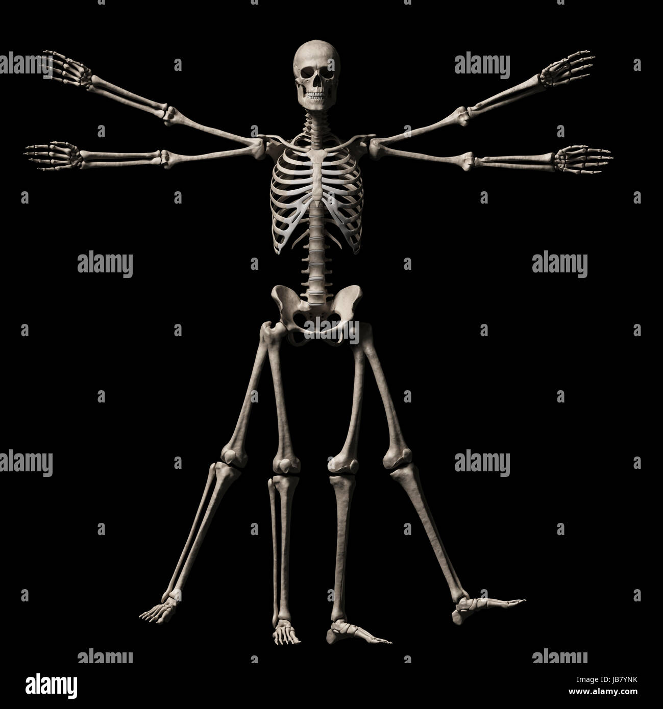 vitruvian man - skeleton Stock Photo - Alamy