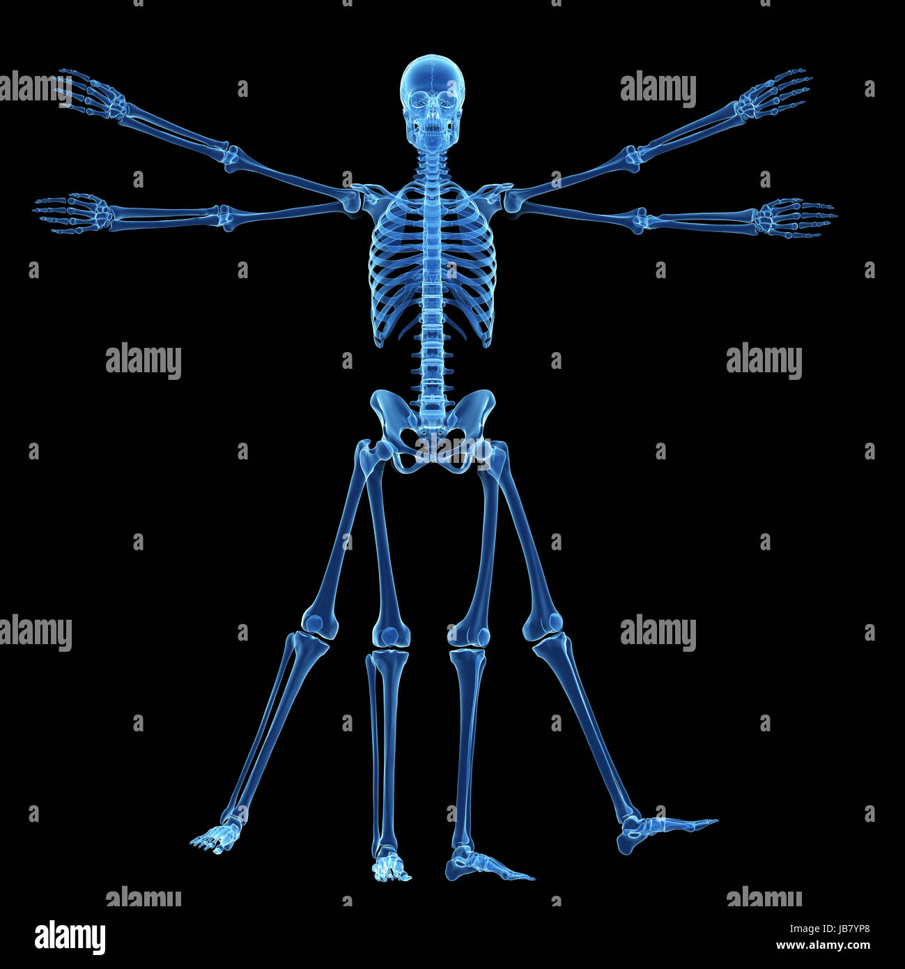 Vitruvian human skeleton hi-res stock photography and images - Alamy