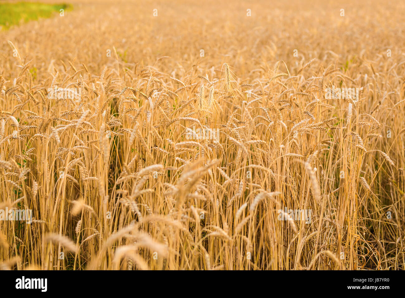 Field of Rye Stock Photo - Alamy