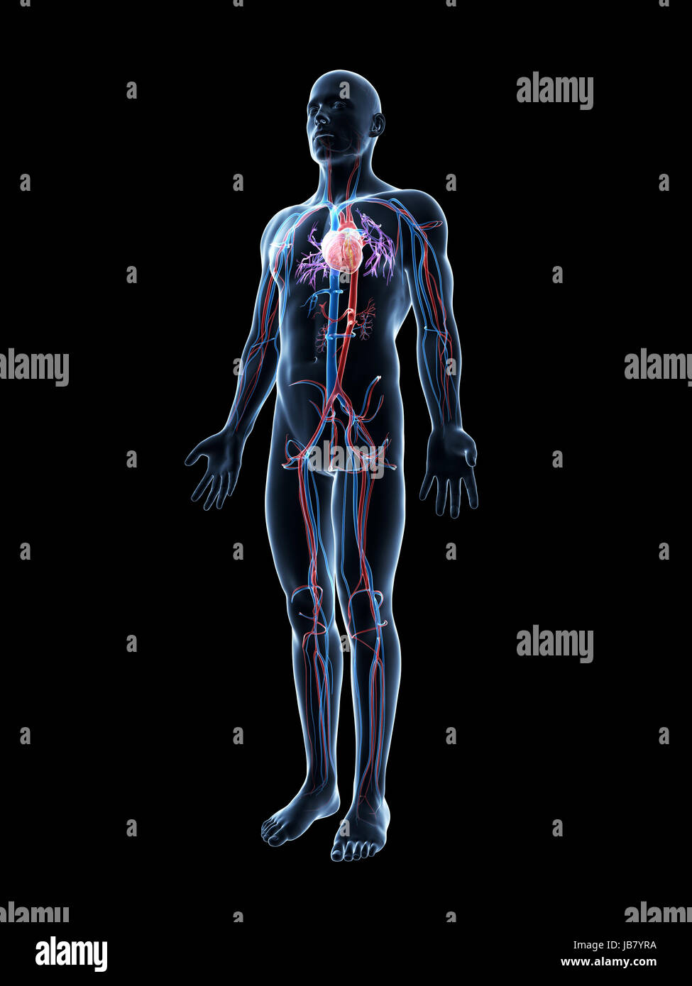 3d rendered illustration of the human vascular system Stock Photo - Alamy