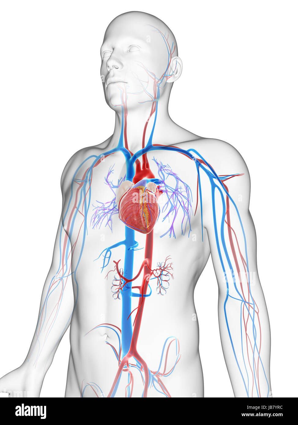 3d rendered illustration of the male vascular system Stock Photo - Alamy