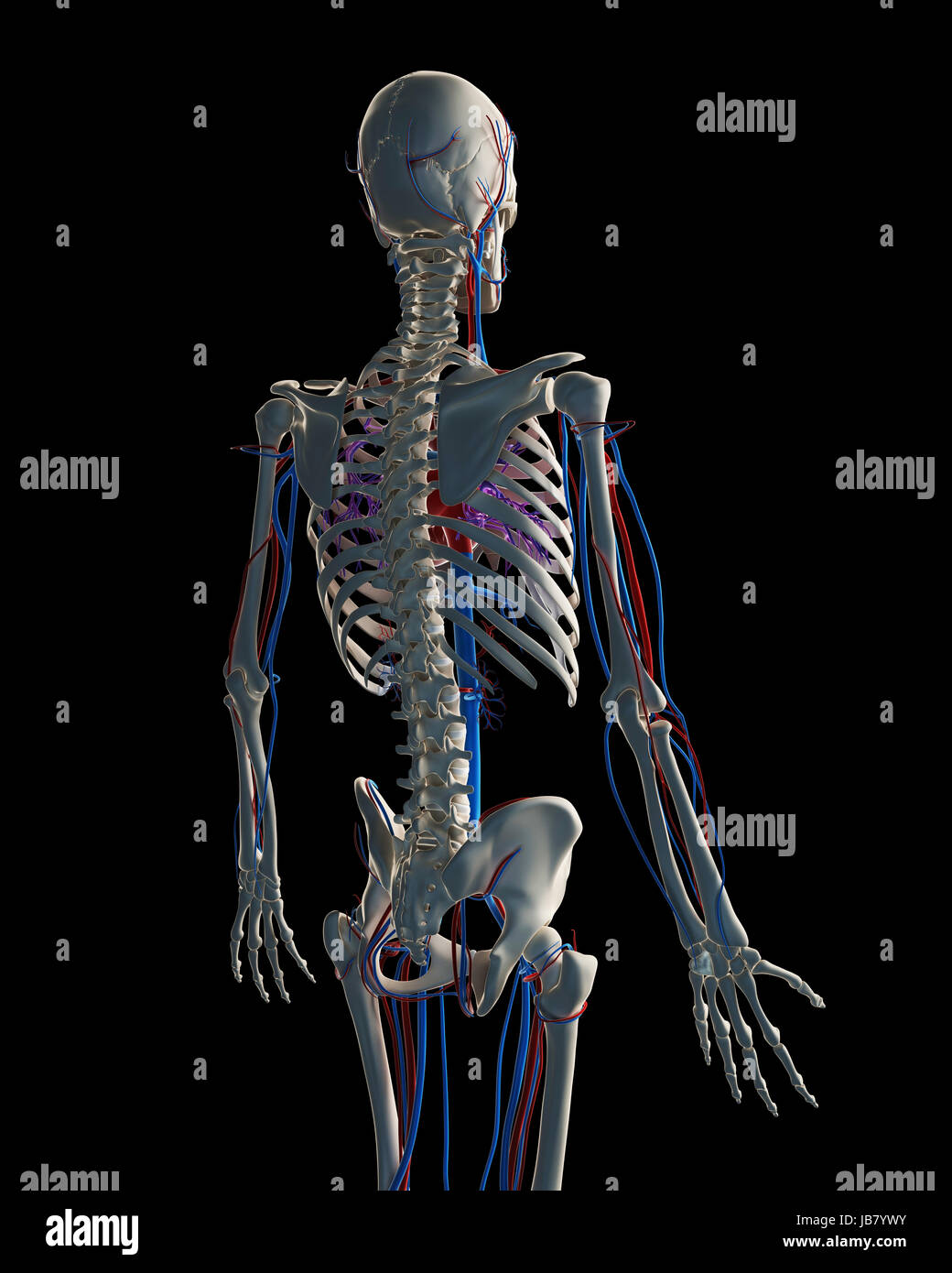 3d rendered illustration - vascular system Stock Photo - Alamy