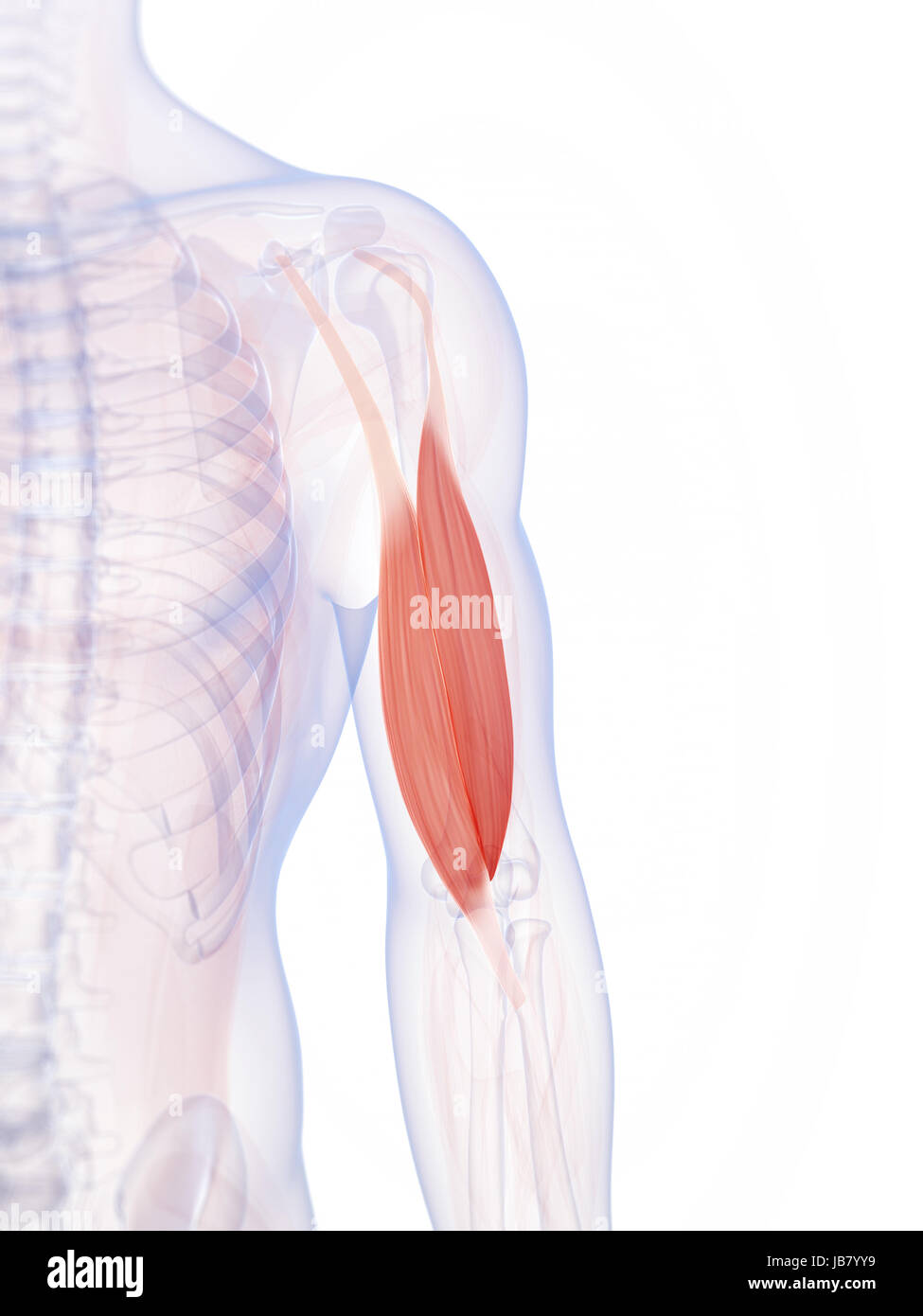 Biceps Brachii High Resolution Stock Photography and Images - Alamy